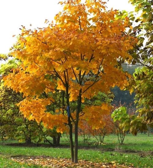 American Yellowwood | Cladrastis kentukea | Kentucky Yellowwood