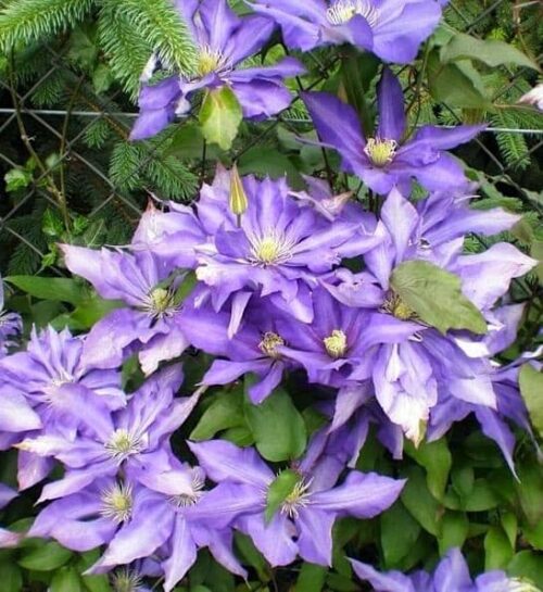 Clematis 'Daniel Deronda' | Large Purple-flowered Clematis