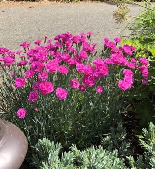 Pink Cheddar Pink | Dianthus gratianopolitanus 'Pink Fire'