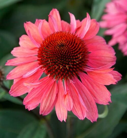 Coral Craze Echinacea | Echinacea 'Coral Craze' EYE CATCHER®