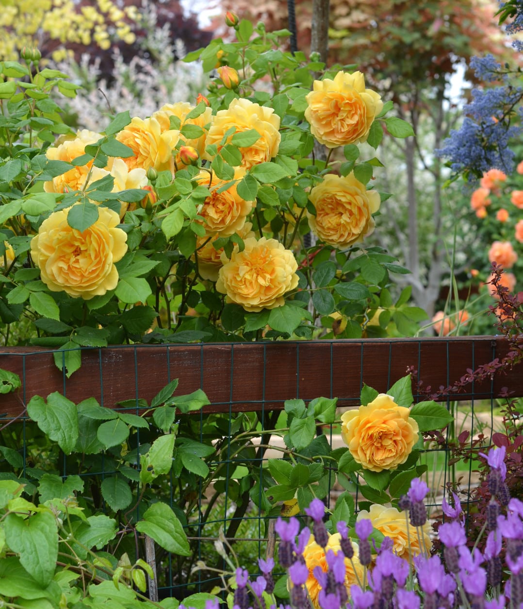 Hardy Orange-Yellow Climbing Rose | Rosa 'Goldener Olymp'