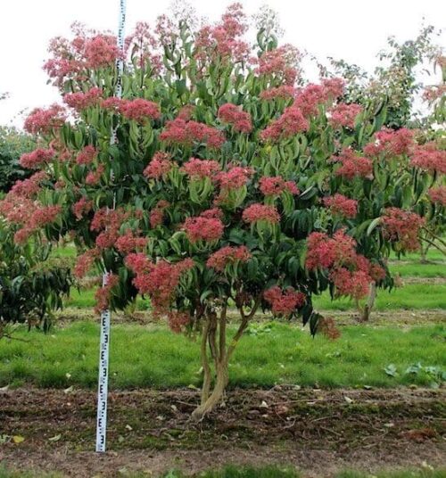 Seven-Son Flower | Heptacodium miconioides | Seven-sons Tree