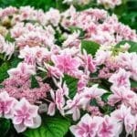Star Gazer Hydrangea | Hydrangea macrophylla 'Star Gazer'