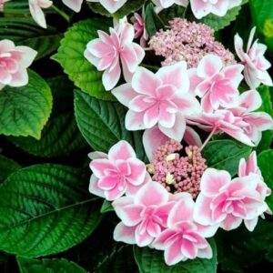 Star Gazer Hydrangea | Hydrangea macrophylla 'Star Gazer'