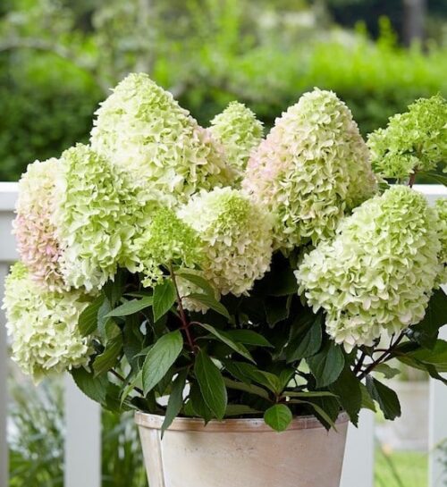 Hydrangea paniculata 'Little Fresco' | Panicle Hydrangea