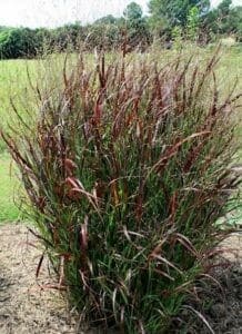 Red Switch Grass | Panicum virgatum 'Hot Rod' | Switch Grass
