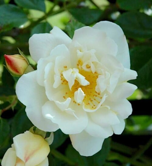 White Climbing Rose | Rosa 'City of York'| Hardy Climbing