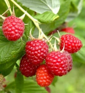 Everbearing Raspberry| Caroline Primocane-fruiting Raspberry