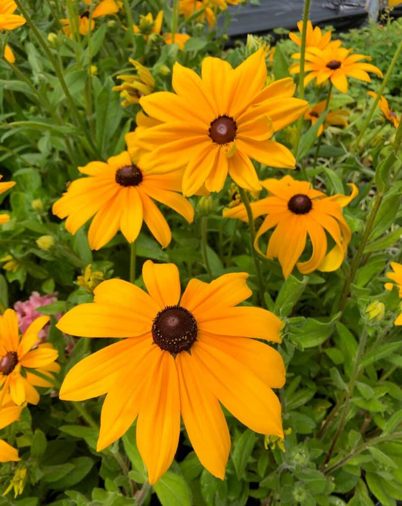 Rudbeckia hirta 'Indian Summer' | Tall Black-Eyed Susan