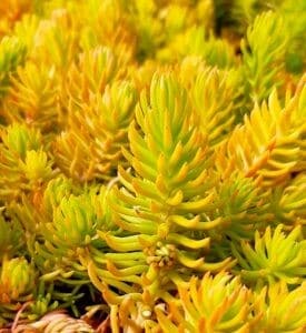 Yellow Sedum | Golden Stonecrop | Sedum rupestre 'Sundance'
