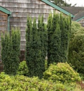 Hicks Yew | Taxus x media 'Hicksii' (Yew) | Upright Yew