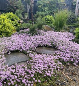 Thymus serpyllum 'Pink Chintz' (Thyme) | Pink Creeping Thyme