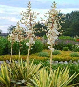 Variegated Yucca | Yucca filamentosa 'Color Guard' (Yucca)
