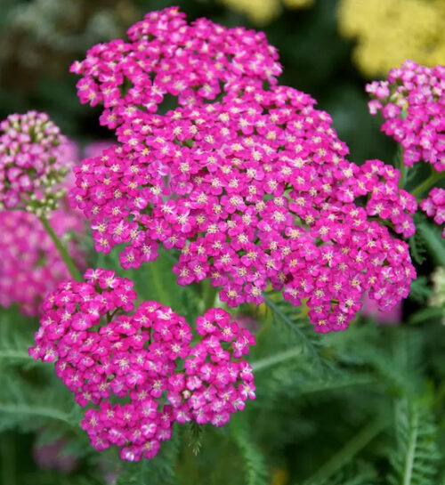 Pink Yarrow | Achillea millefolium SONG SIREN 'Layla'