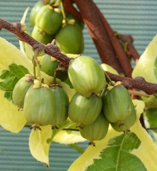 Actinidia arguta 'Hokey Pokey' | Variegated leaf Hardy Kiwi