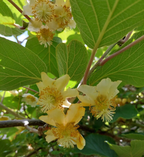 Golden Kiwi | Yellow Kiwi | Yellow Queen Gold Kiwifruit