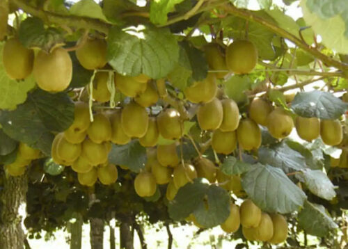 Golden Kiwi | Yellow Kiwi | Yellow Queen Gold Kiwifruit