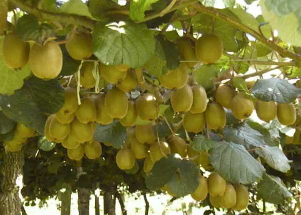 Golden Kiwi | Yellow Kiwi | Yellow Queen Gold Kiwifruit