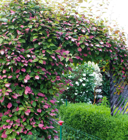 Self-fertile Arctic Kiwi, Actinidia kolomikta Dr Szymanowski