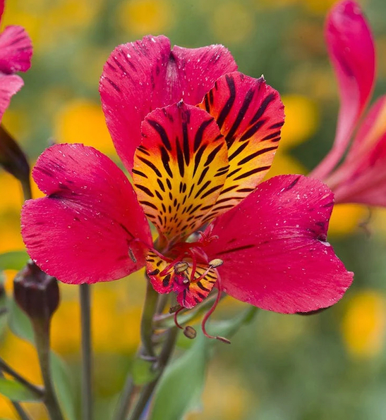Red Peruvian Lily | Red Alstroemeria 'Chinon' | Hardy zone 5
