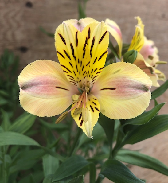 Yellow Alstroemeria Plant 'Layon' | Yellow Peruvian Lily