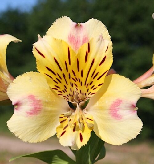 Yellow Alstroemeria Plant 'Layon' | Yellow Peruvian Lily