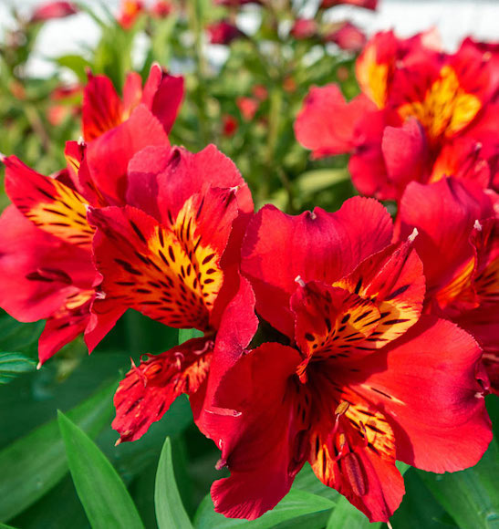 Red Alstroemeria MAJESTIC 'Lire' | Red Lily of the Incas