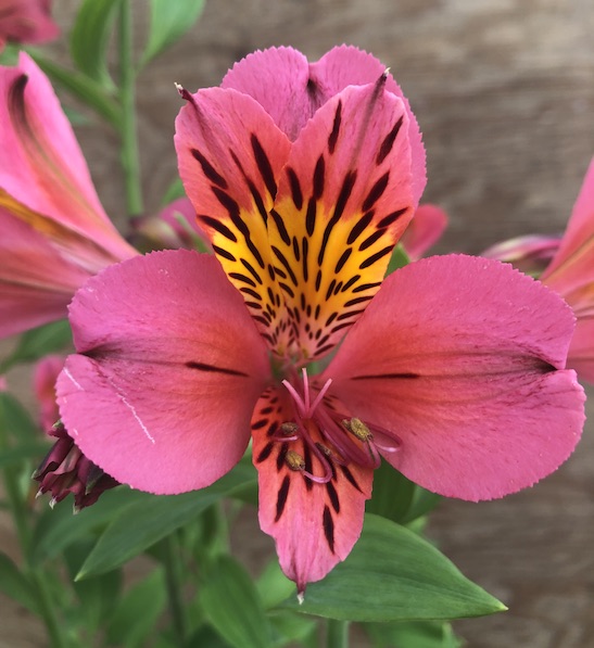 Hot Pink Alstroemeria 'Tiercé' | Dark Pink Alstroemeria