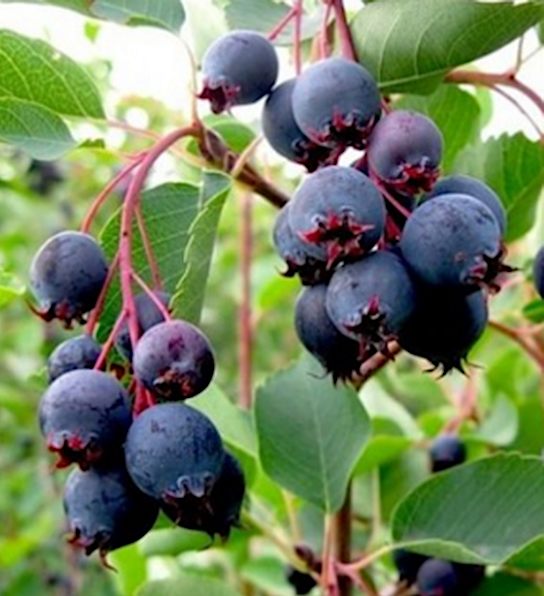 Saskatoon Berry Plant - Amelanchier alnifolia 'Northline'