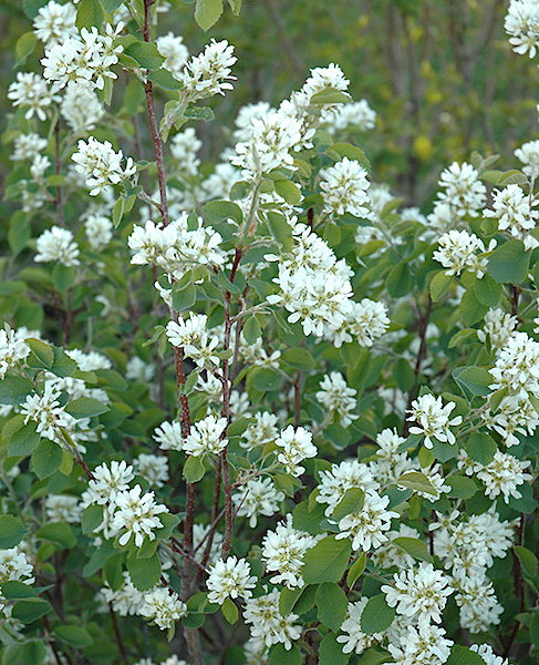 Saskatoon Berry Plant - Amelanchier alnifolia 'Northline'