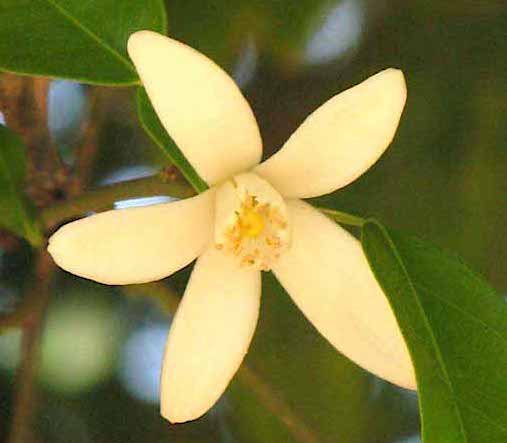 Yuzu Tree | Citrus Yuzu, Yuzu Ichandrin Plant | Citrus junos