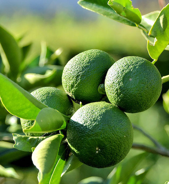 Citrus sudachi (Ichandrin), Sudachi Yuzu, Sudachi Tree
