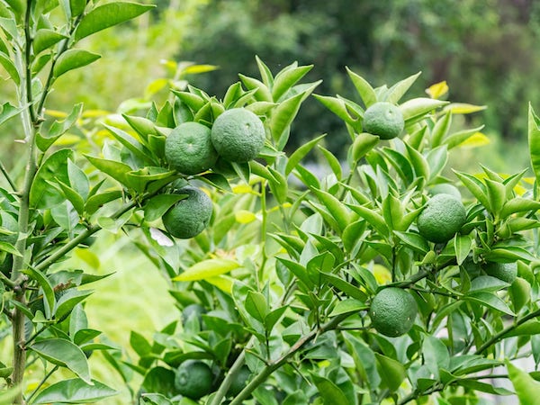Citrus sudachi (Ichandrin), Sudachi Yuzu, Sudachi Tree