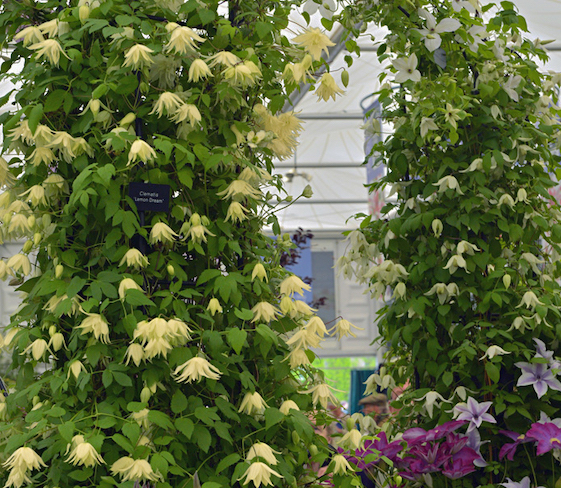 Clematis 'Lemon Dream' | Atragene Group Clematis | Yellow