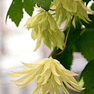 Clematis 'Lemon Dream' | Atragene Group Clematis | Yellow