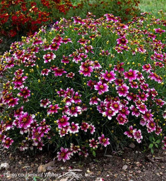 Zesty Zinger Threadleaf Coreopsis | Zesty Zinger Tickseed