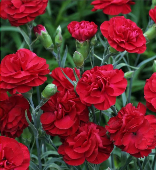 Dianthus SCENT FIRST 'Passion' | Scent First Passion Pinks