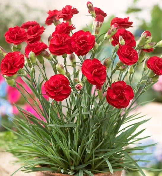Dianthus SCENT FIRST 'Passion' | Scent First Passion Pinks