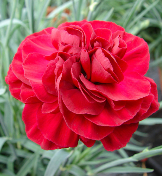 Dianthus SCENT FIRST 'Passion' | Scent First Passion Pinks