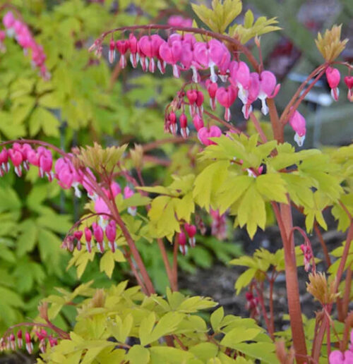 Dicentra spectabilis 'Gold Heart' (Bleeding Heart) - Yellow Leaf