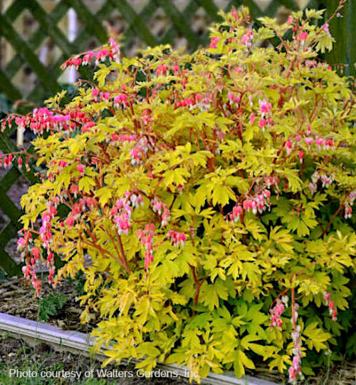 Dicentra spectabilis 'Gold Heart' (Bleeding Heart) - Yellow Leaf