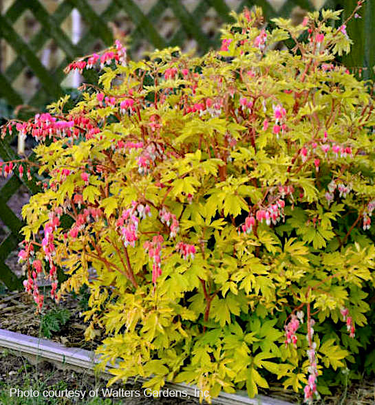 Dicentra spectabilis 'Gold Heart' (Bleeding Heart) - Yellow Leaf