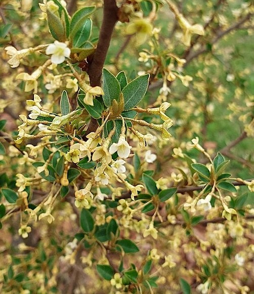 Elaeagnus Multiflora