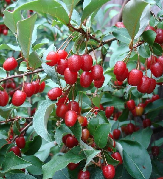 Elaeagnus multiflora 'Sweet Scarlet', Goumi Berry Plant