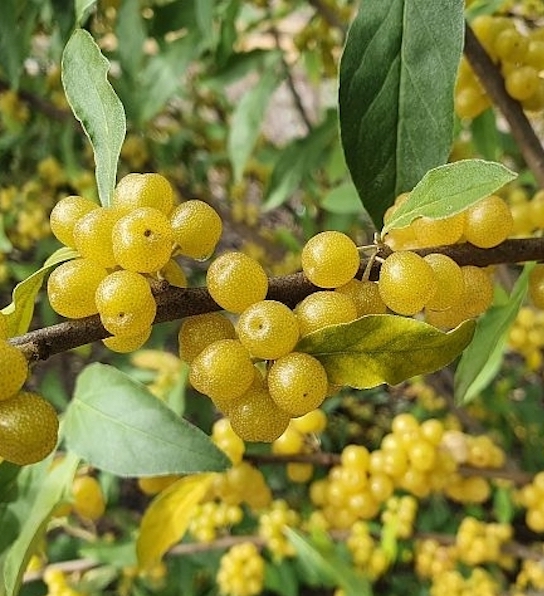 Amber Autumn Olive Plant | Elaeagnus umbellata 'Amber'