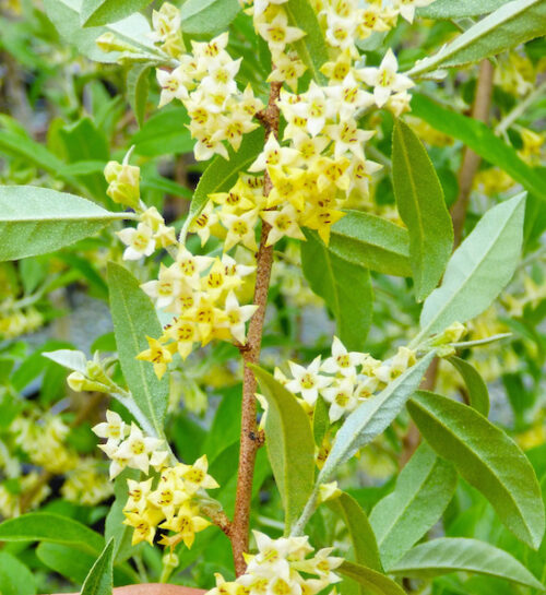 Amber Autumn Olive Plant | Elaeagnus umbellata 'Amber'