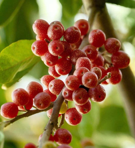 Elaeagnus umbellata 'Brilliant Rose' (Autumn Olive Tree)