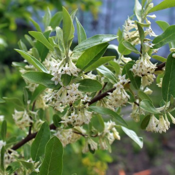 Elaeagnus umbellata 'Hidden Springs' (Autumn Olive Bush)