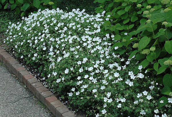 White Cranesbill | Geranium sanguineum 'Album' | Canada
