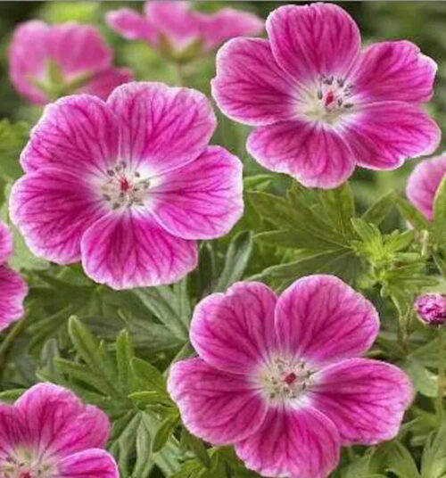 Geranium sanguineum 'Elke' | Elke Cranesbill, Hardy Geranium